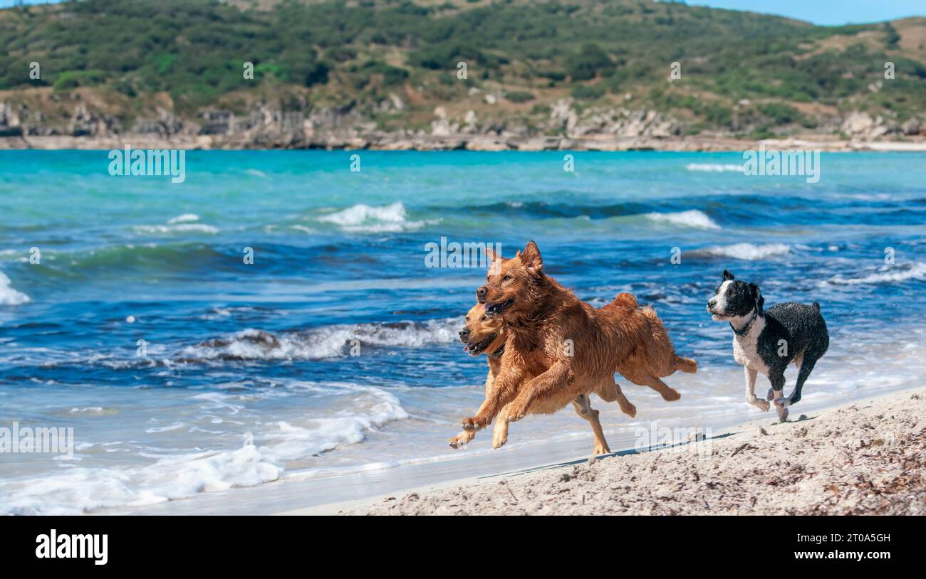 On a sunny day at Playa del Caragol in Mallorca, three dogs ...