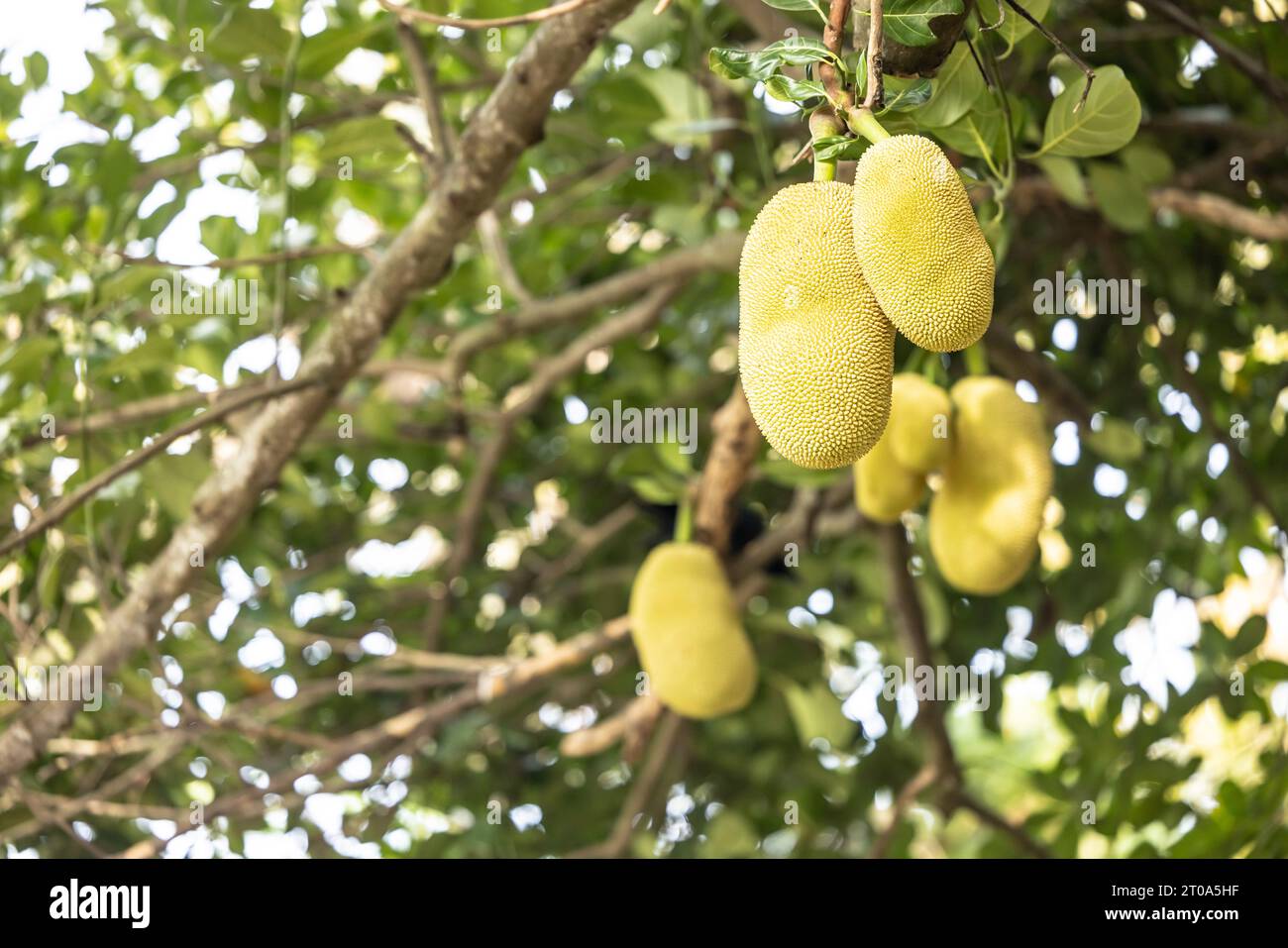 The jackfruit tree and their leaf in background Stock Photo - Alamy