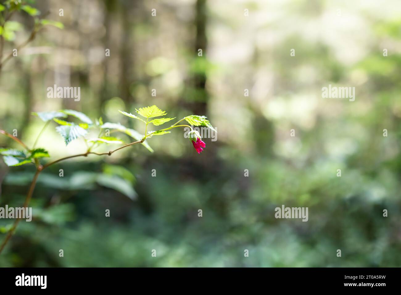 Pink flower on branch in forest. Salmonberry flower or Rubus ...