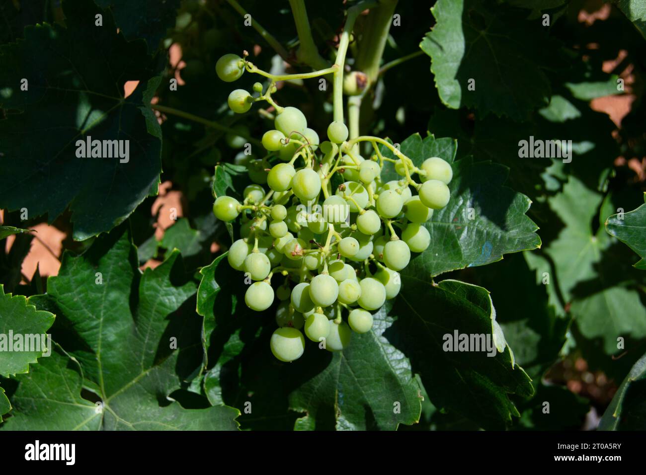 Uvas blancas hi-res stock photography and images - Alamy