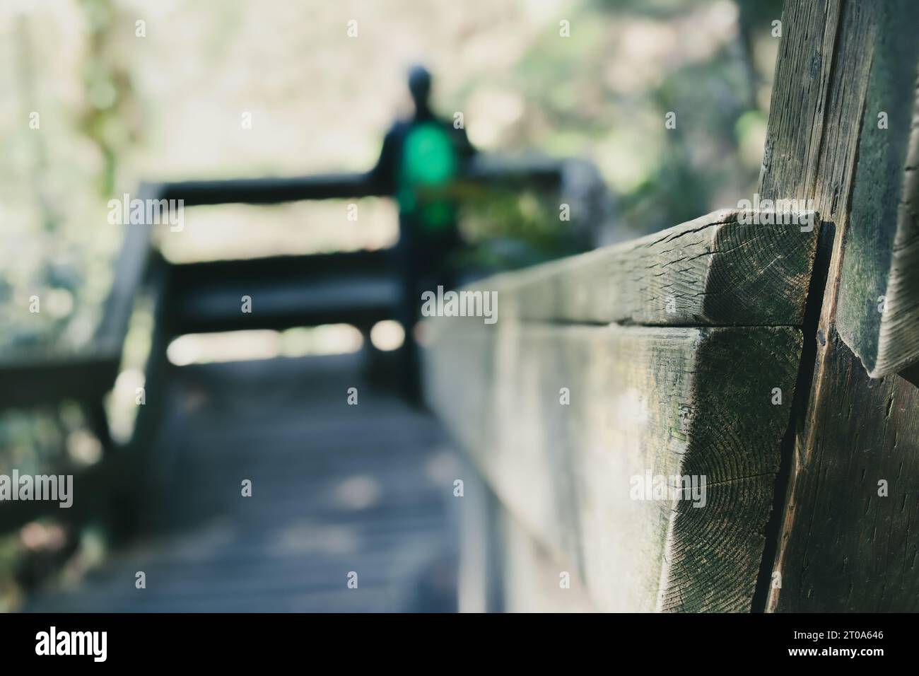 Defocused hiker on viewing platform forest. Back view of person looking ...