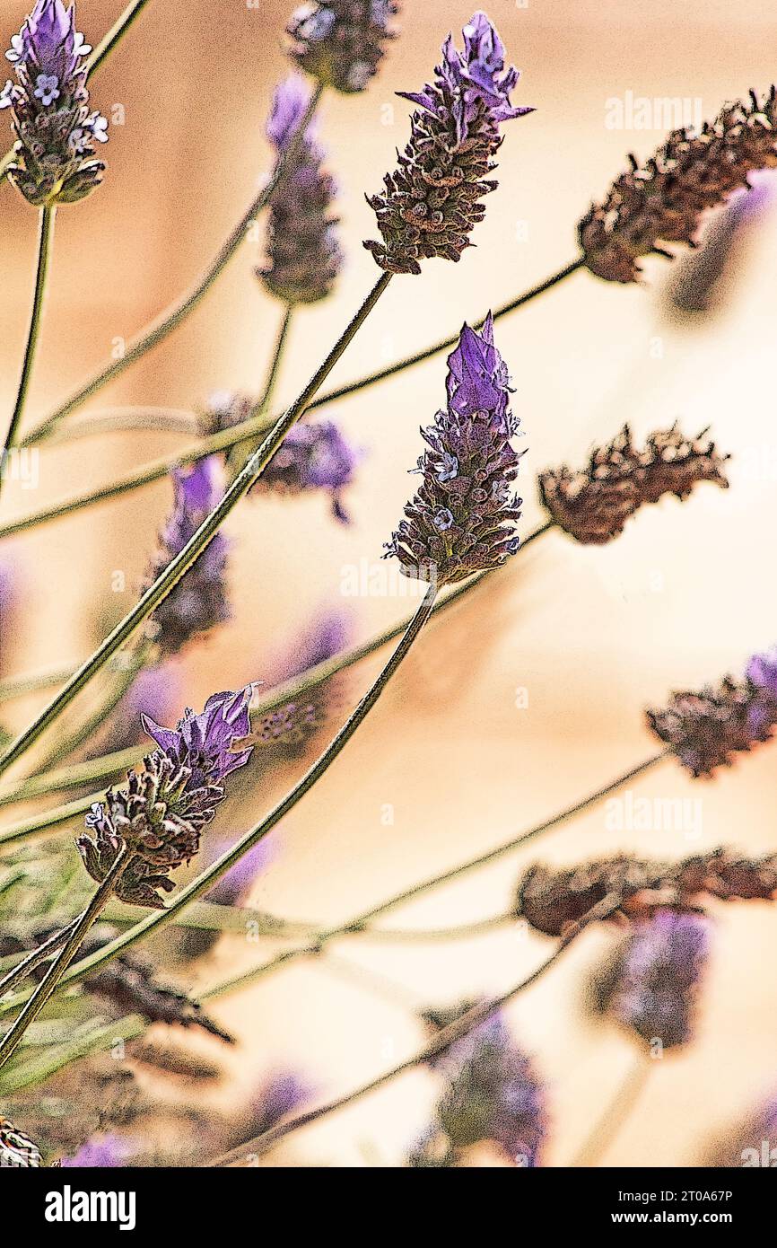 French Lavender (Lavandula dentata) flowers on neutral background Stock ...