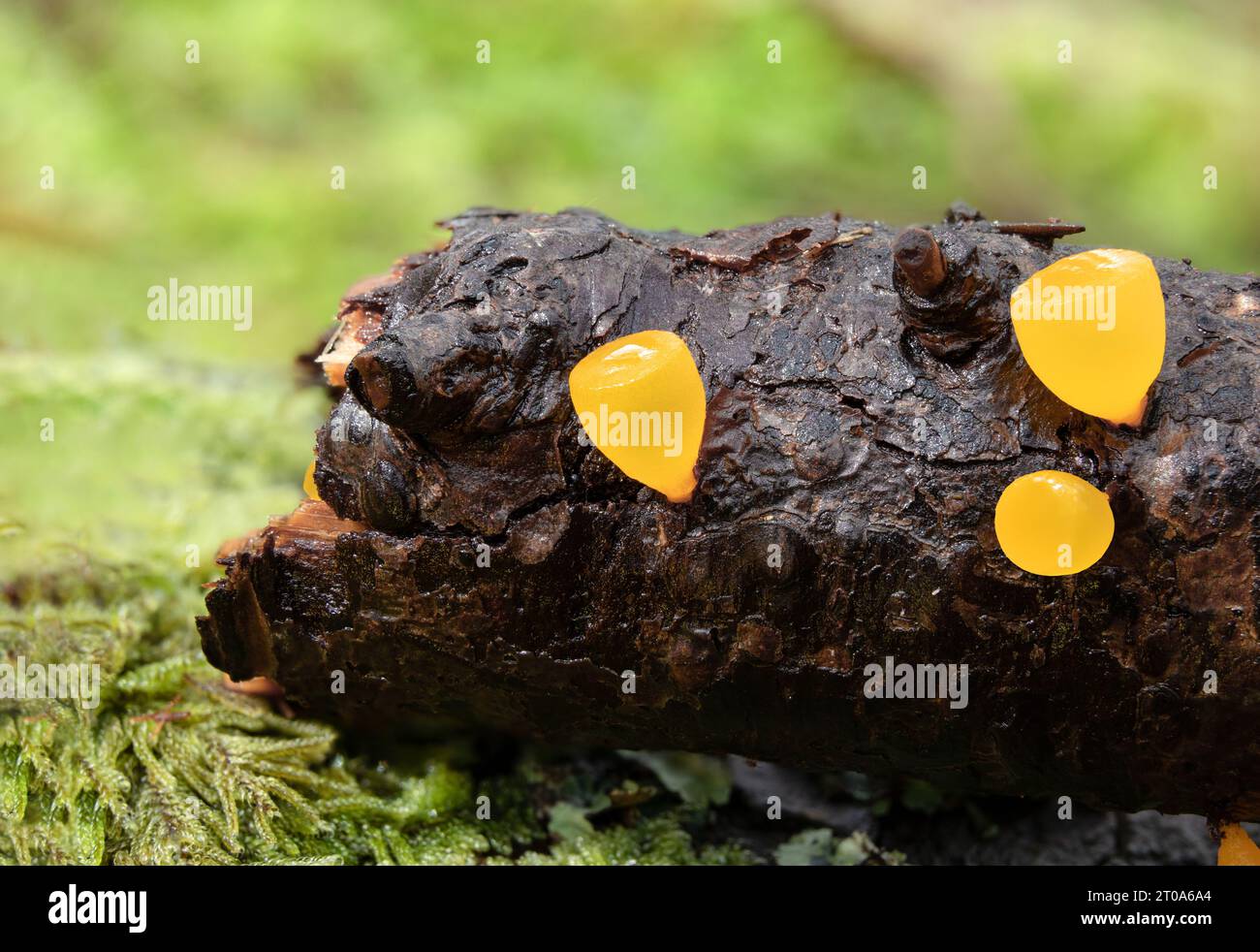 Golden jelly cone fungus hi-res stock photography and images - Alamy