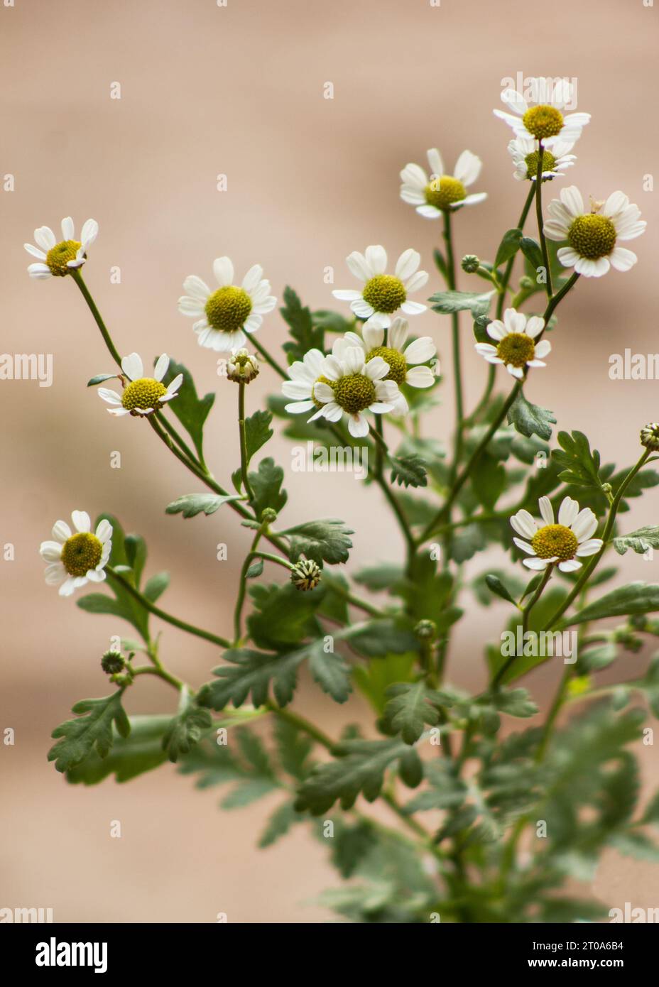 Mugwort (Artemisia vulgaris) plant in in flower in a garden Stock Photo ...