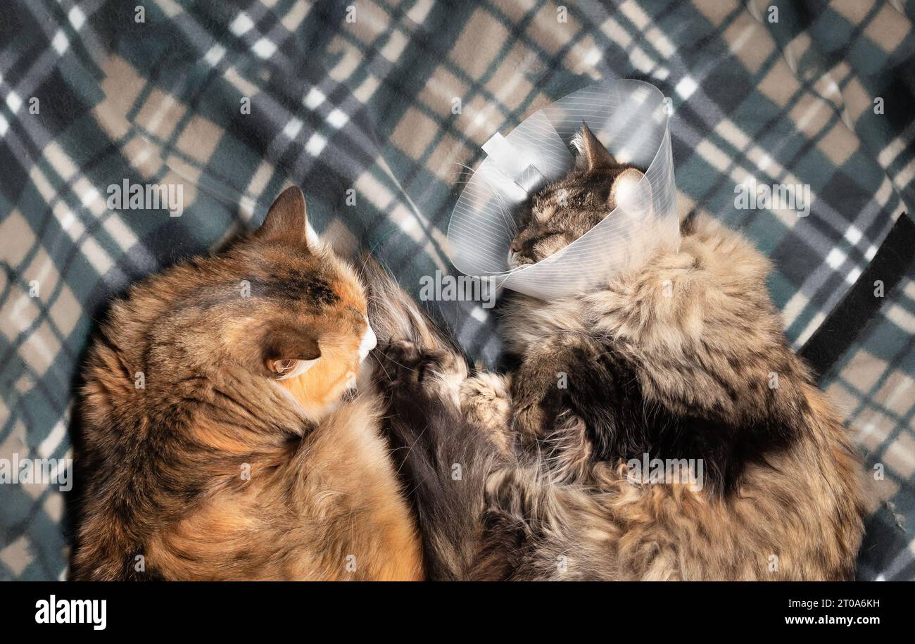 Senior cat with cone on head cuddling with young female cat, while ...