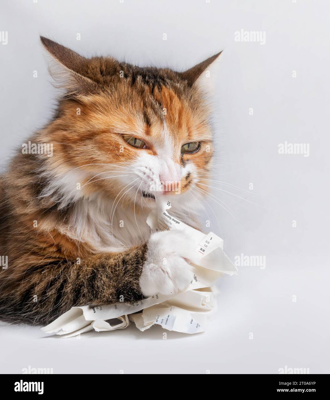 Claws ripping hi-res stock photography and images - Alamy