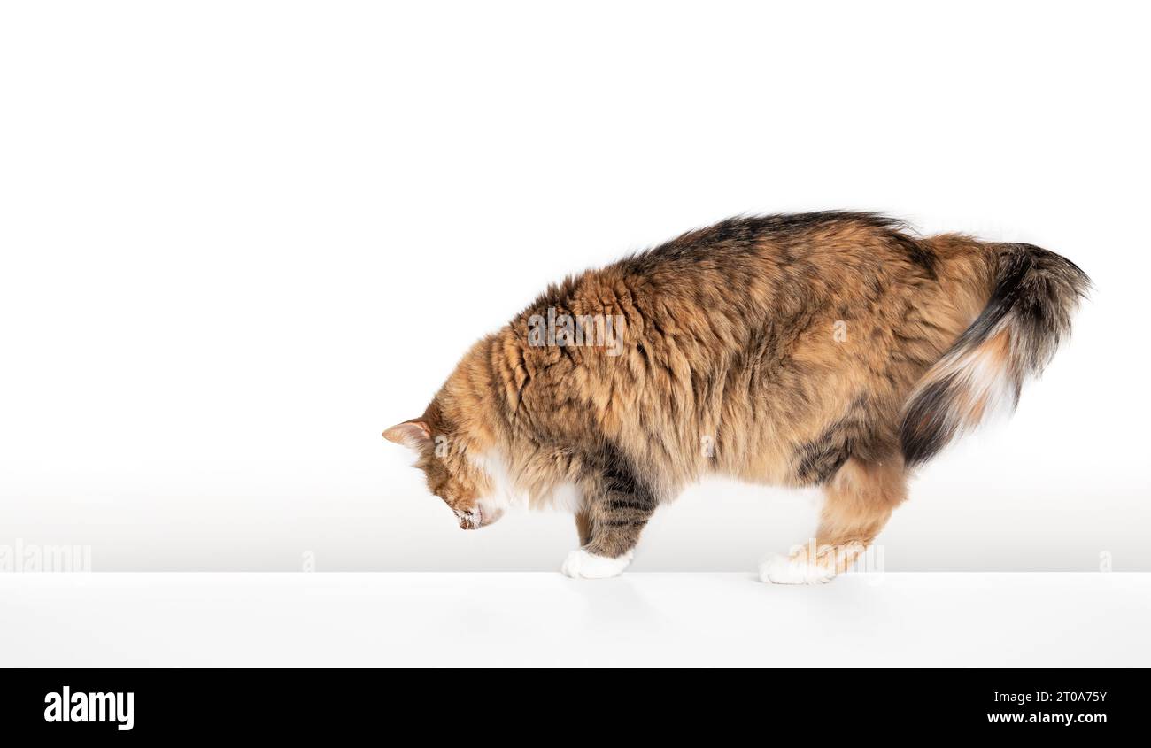 Curious cat looking at something bellow while standing sideways on a ...