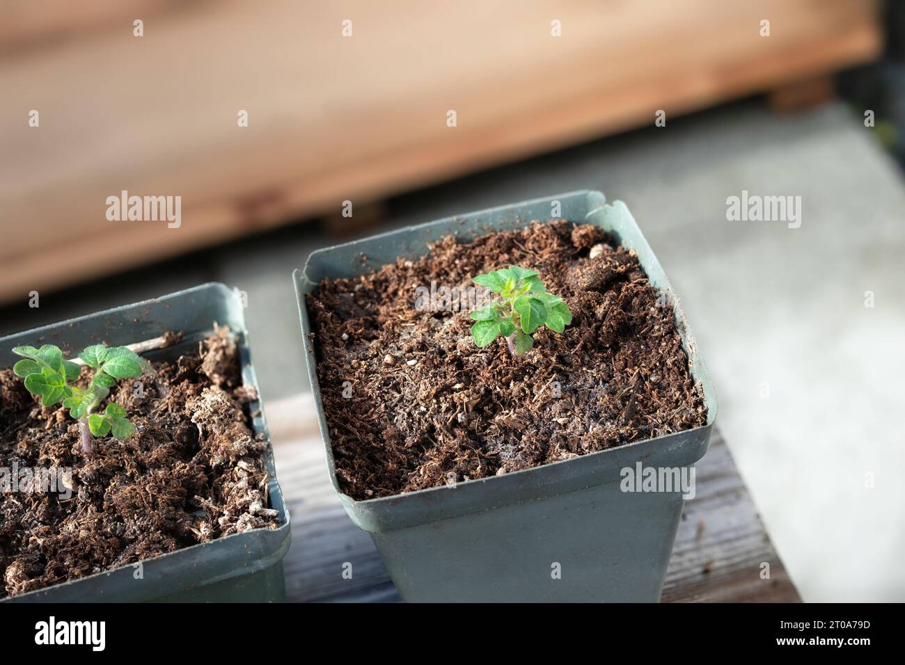 Two Tomato seedling acclimating or harden off to sun and temperature ...