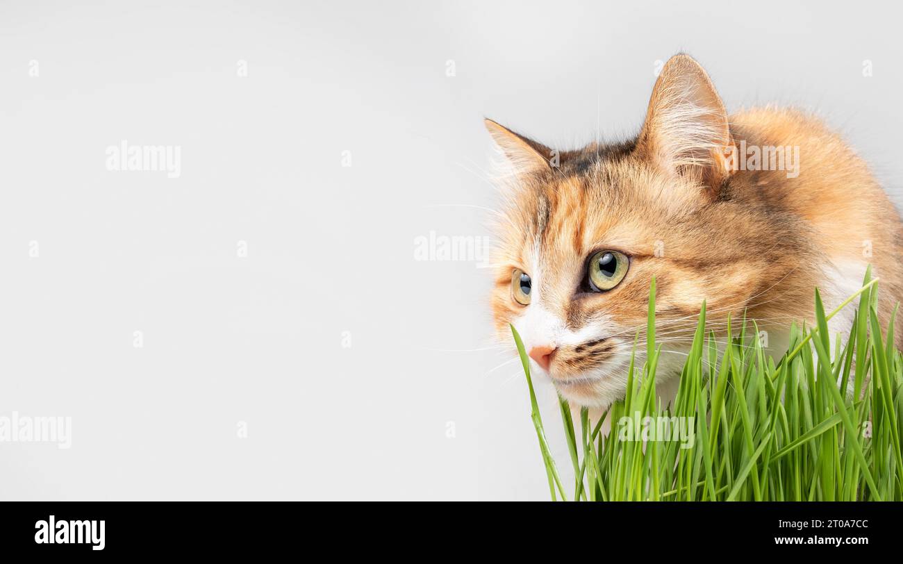 Fluffy cat sniffing cat grass in front of grey background, close up ...