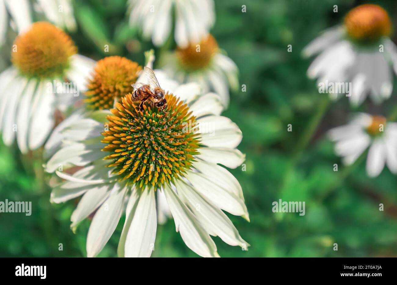 Makro of honey bee collecting nectar and pollen on white flower with ...