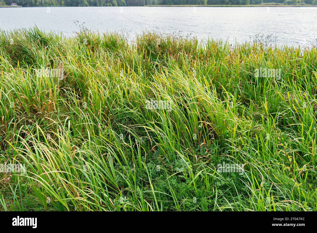 Grassy river bank hi-res stock photography and images - Alamy