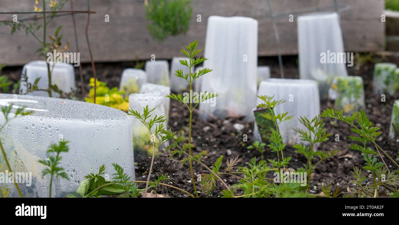 Plant bells or cloche on young vegetable seedlings in outside garden ...