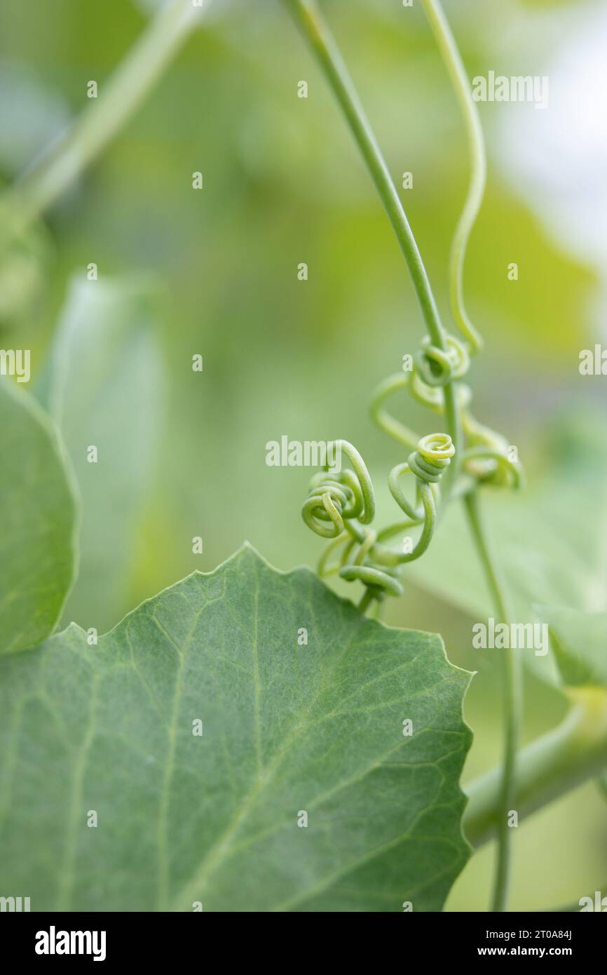 Climbing plants tendrils hi-res stock photography and images - Alamy
