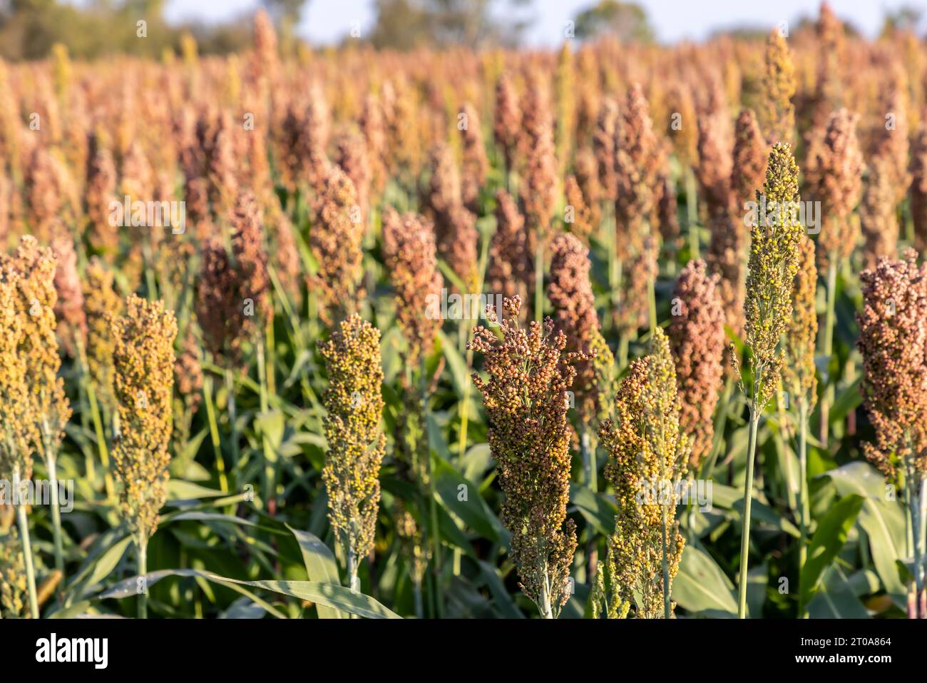 Millet cultivation in Friuli Venezia Giulia, Italy Stock Photo - Alamy