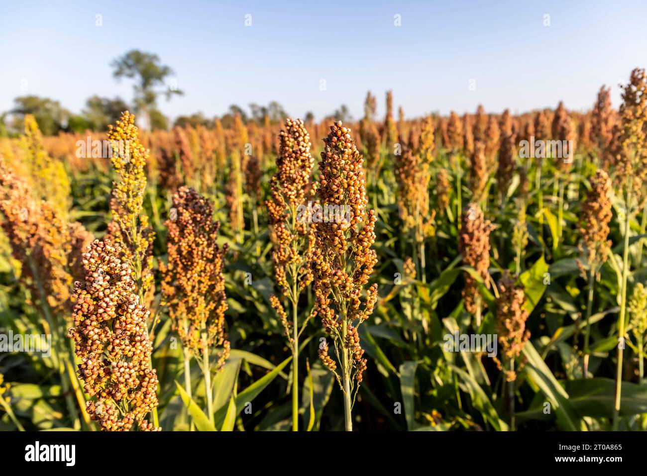 Millet field hi-res stock photography and images - Alamy