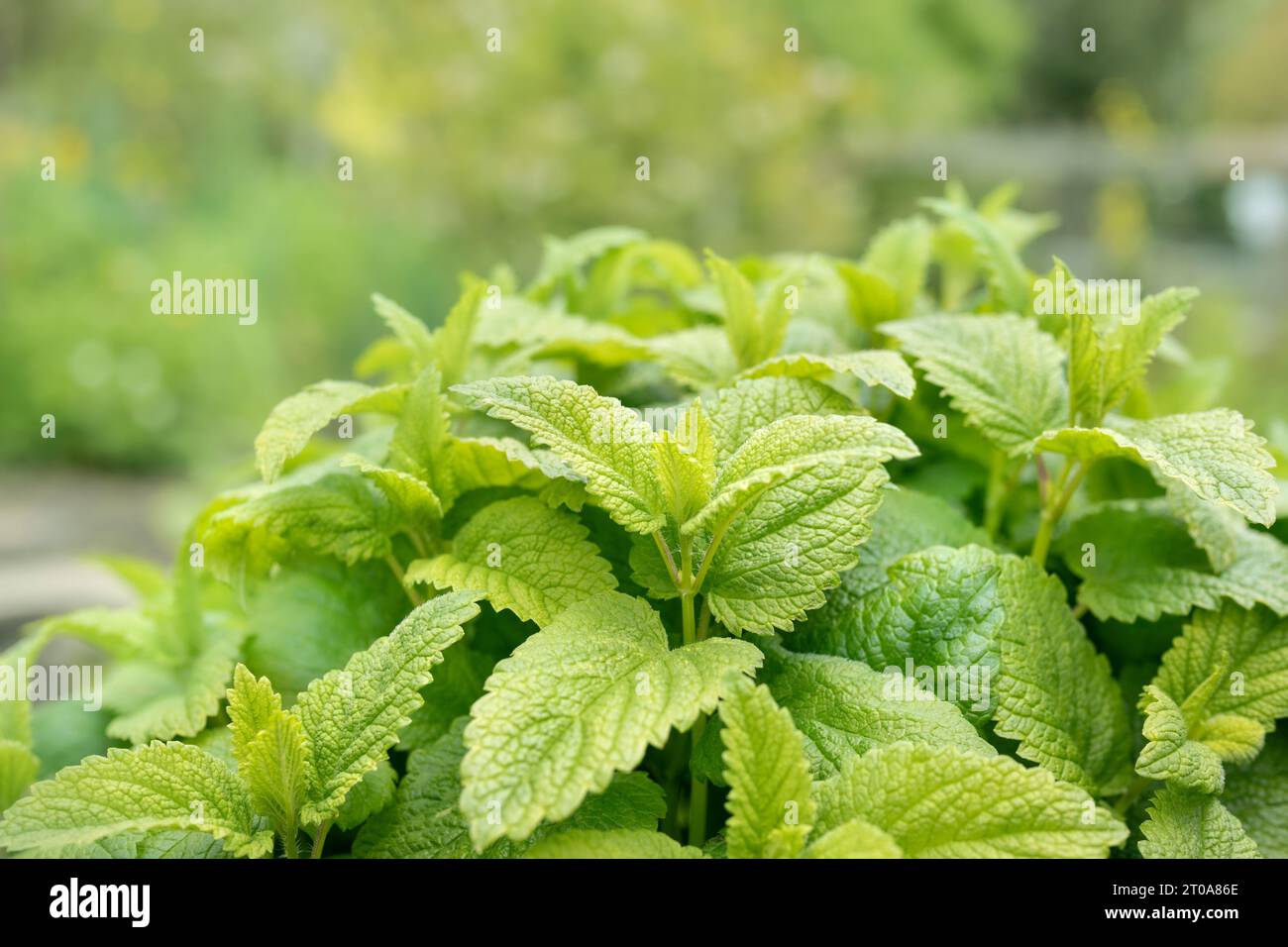 Lemonella lemon balm plant in garden. Lemon-scented herb with lush green leaves in raised garden ...