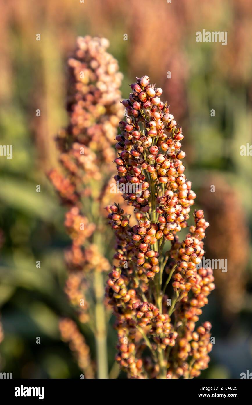 Cultivation of millet hi-res stock photography and images - Alamy