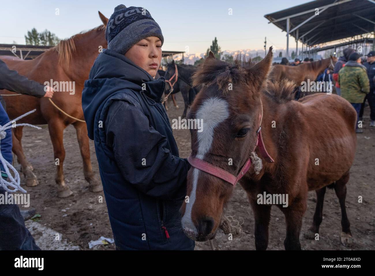 Weekly farm animals market in Karakol, Kyrgyzstan Stock Photo - Alamy