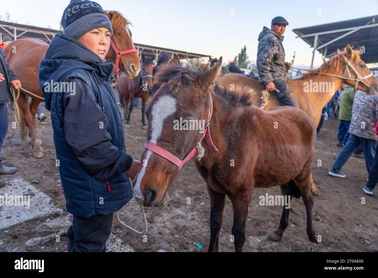 Weekly farm animals market in Karakol, Kyrgyzstan Stock Photo - Alamy