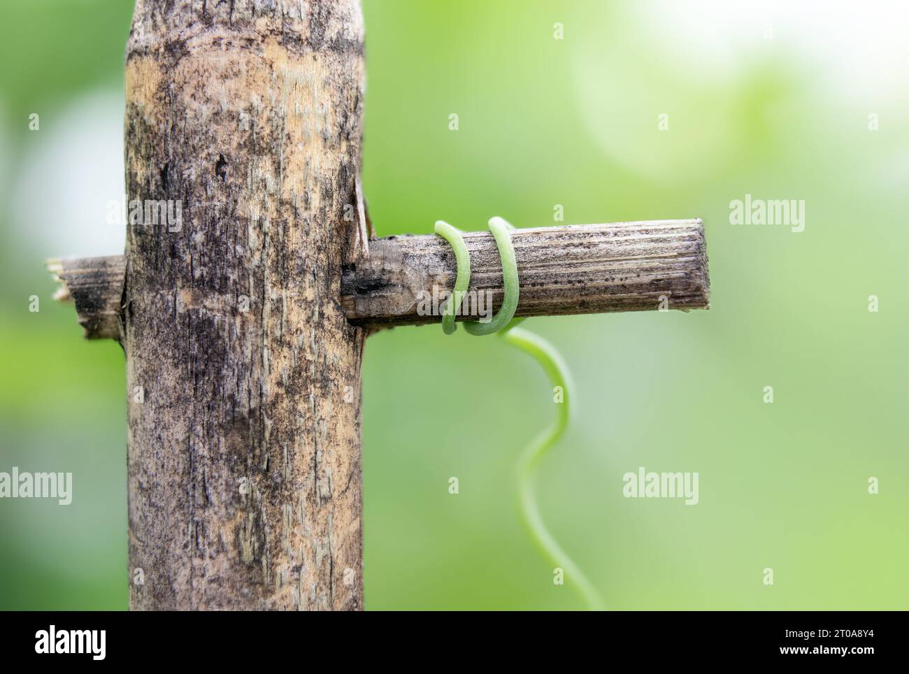 Climbing pea tendril wrapped around trellis. Close up of sugar pea or ...
