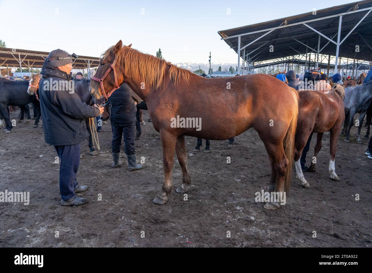 Weekly farm animals market in Karakol, Kyrgyzstan Stock Photo - Alamy