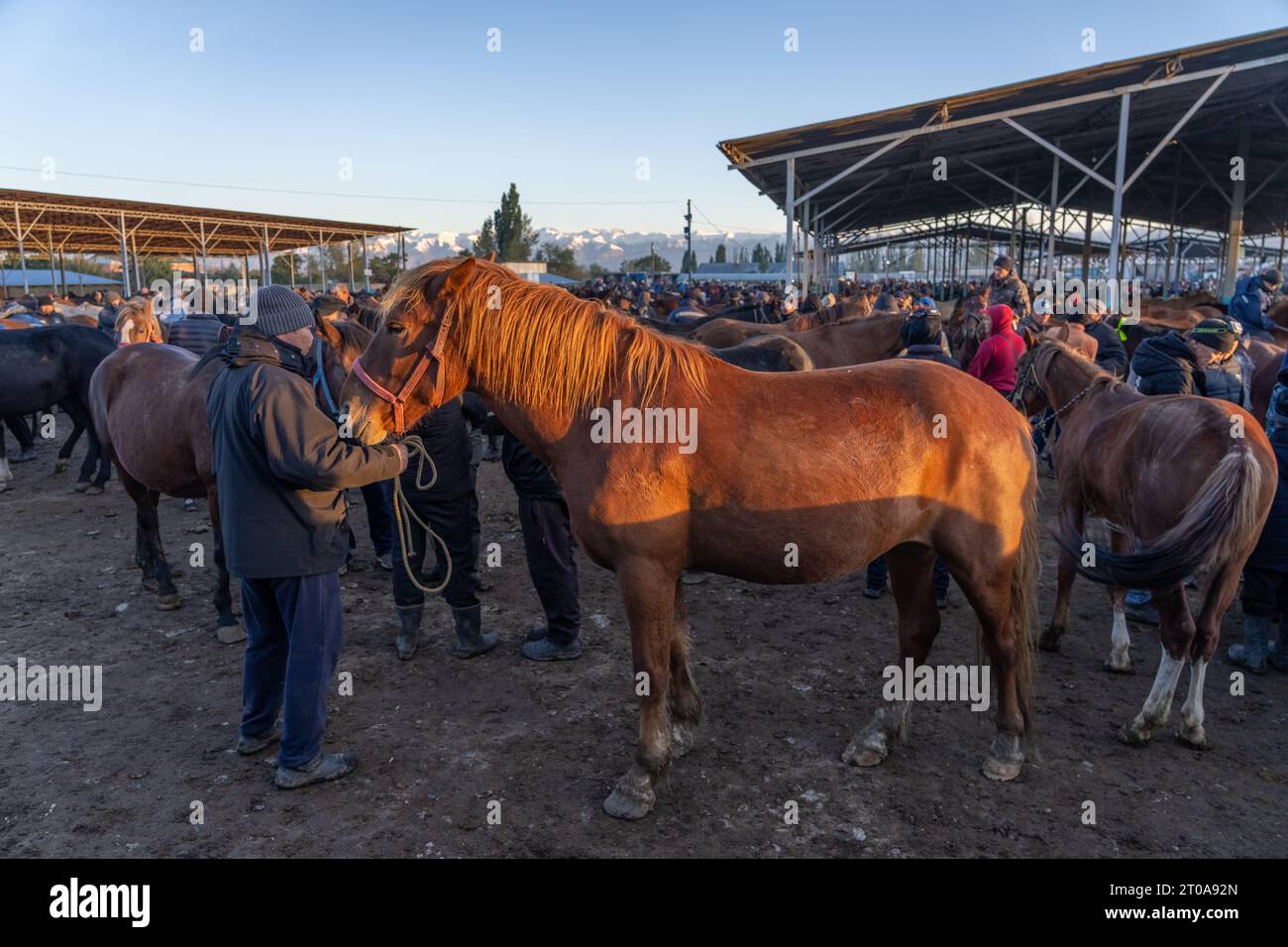 Weekly farm animals market in Karakol, Kyrgyzstan Stock Photo - Alamy