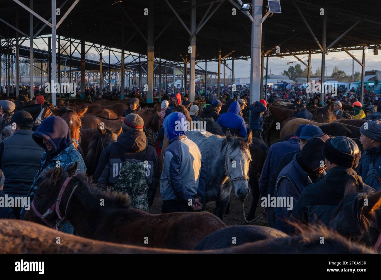 Weekly farm animals market in Karakol, Kyrgyzstan Stock Photo - Alamy