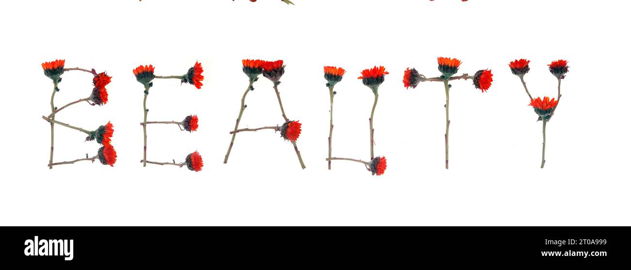 BEAUTY wording-concept spelled out in colorful red subnflowers which is ...