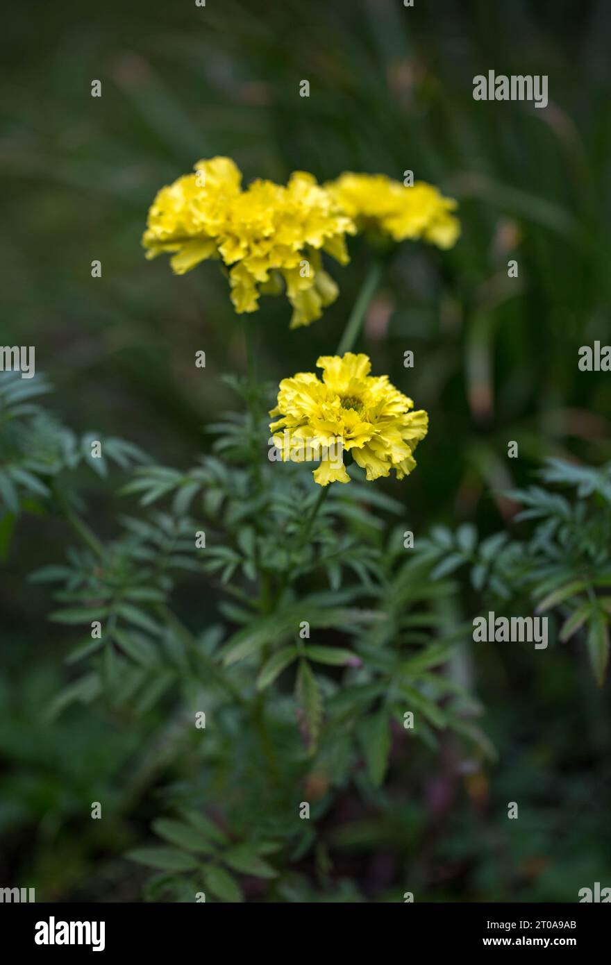 Large yellow flowers African marigold Crackerjack in garden Stock Photo ...