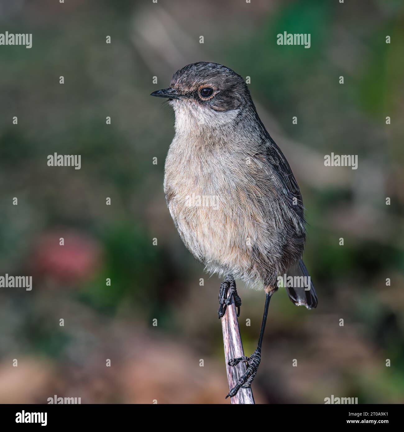 Moorland chat in the Great Rift Valley, Ethiopia Stock Photo - Alamy