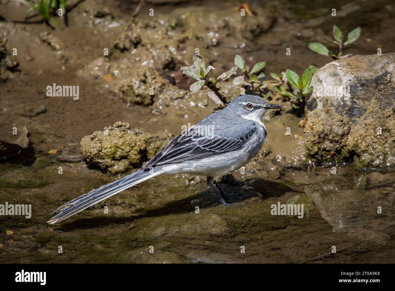 Mountain wagtail in the Great Rift Valley, Ethiopia Stock Photo - Alamy