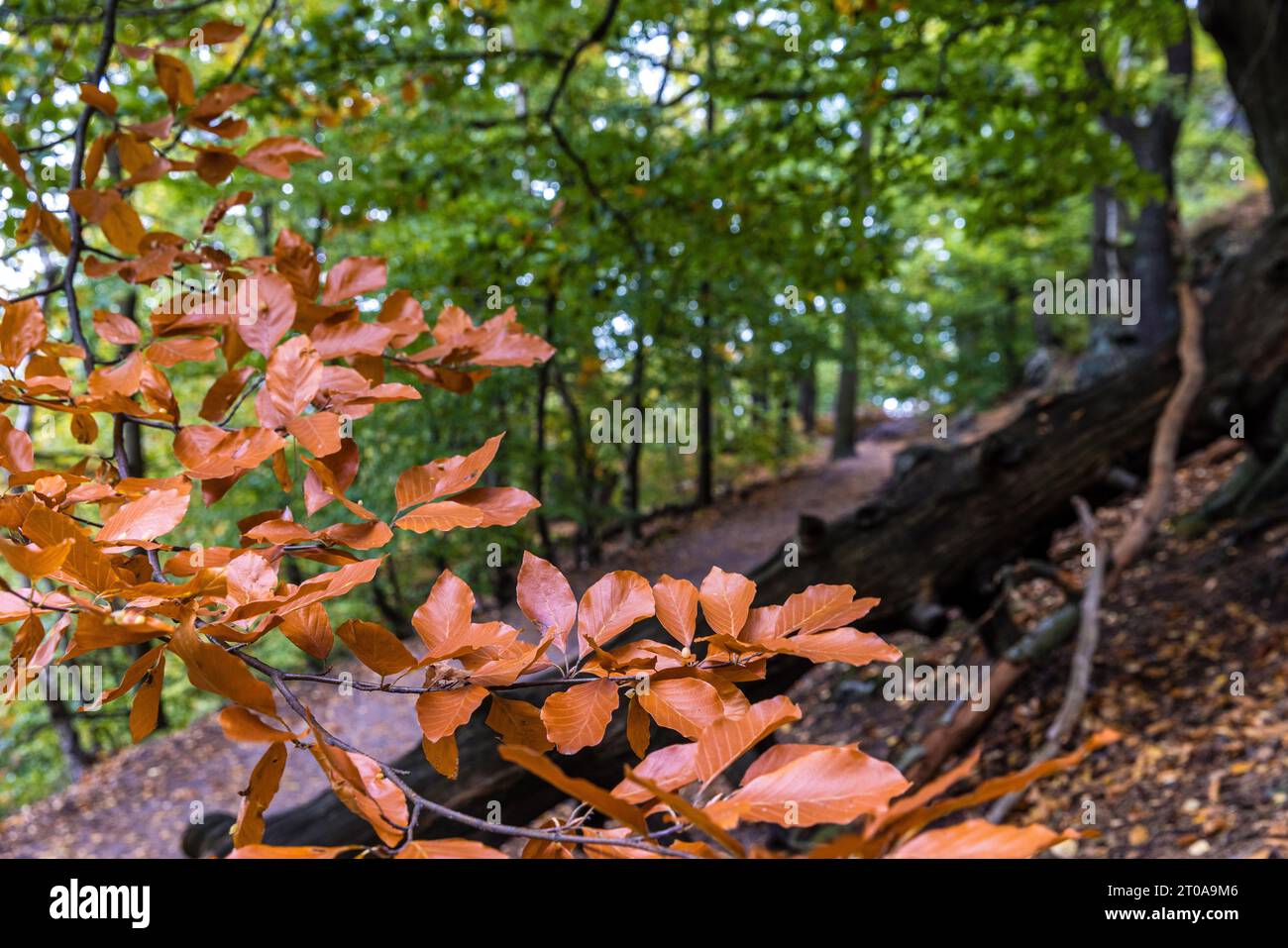 05 October 2023, Saxony, Schmilka: Deciduous trees in the National Park ...