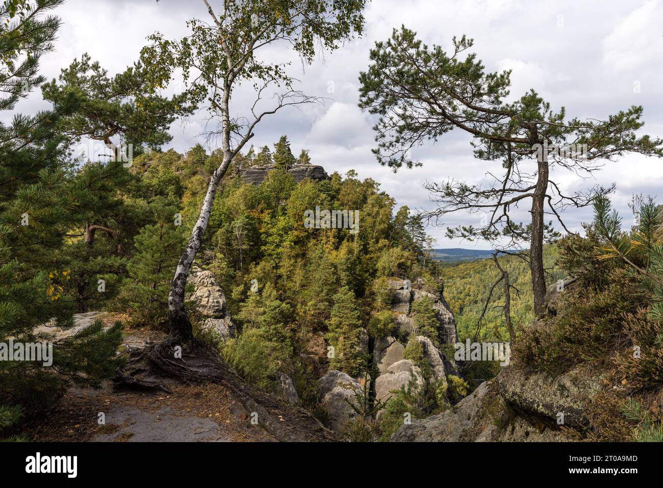 05 October 2023, Saxony, Schmilka: Mainly spruces, but also pines and ...