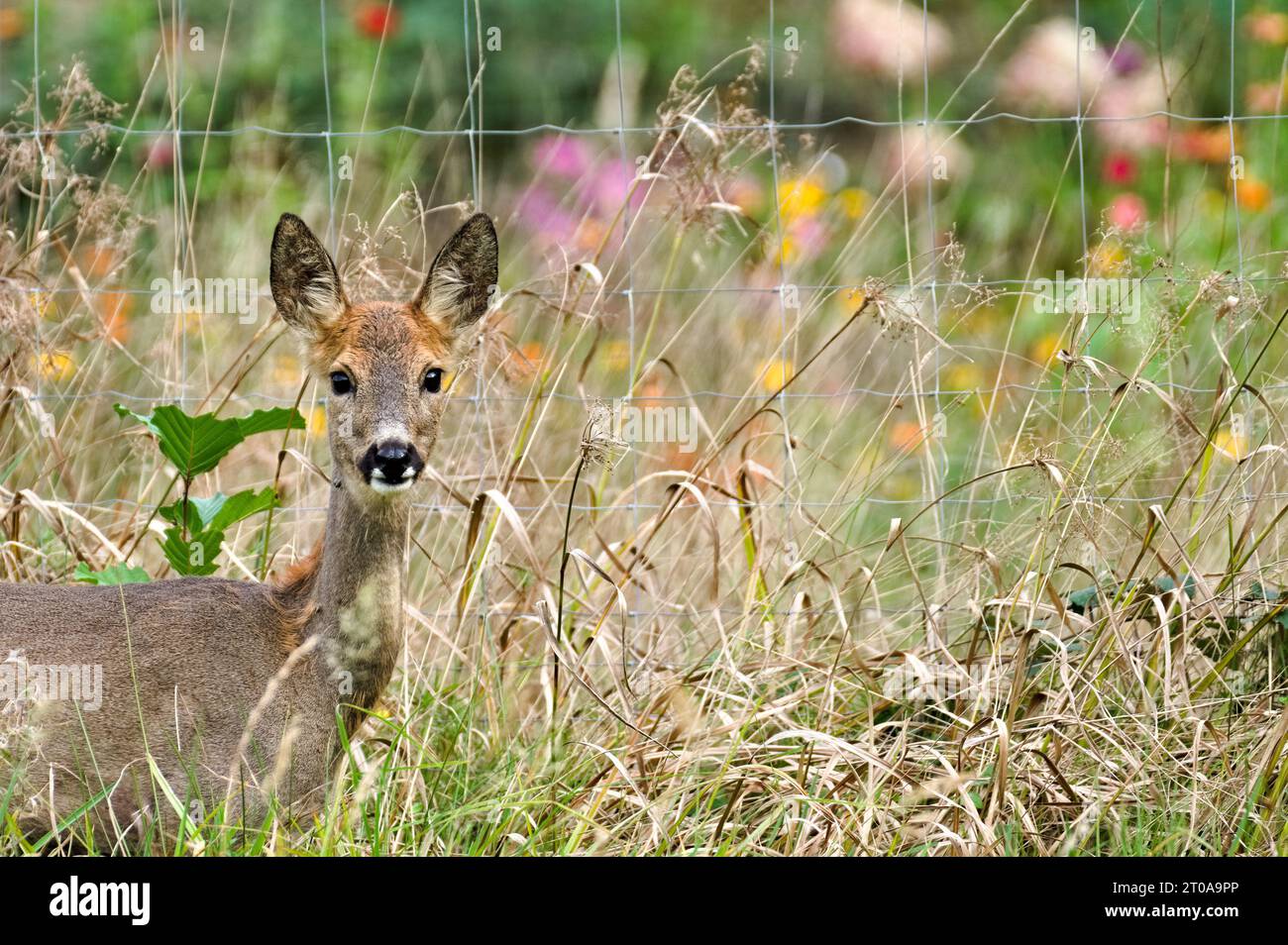 Capreolus capreolus european roe deer just noticed photographer on a ...