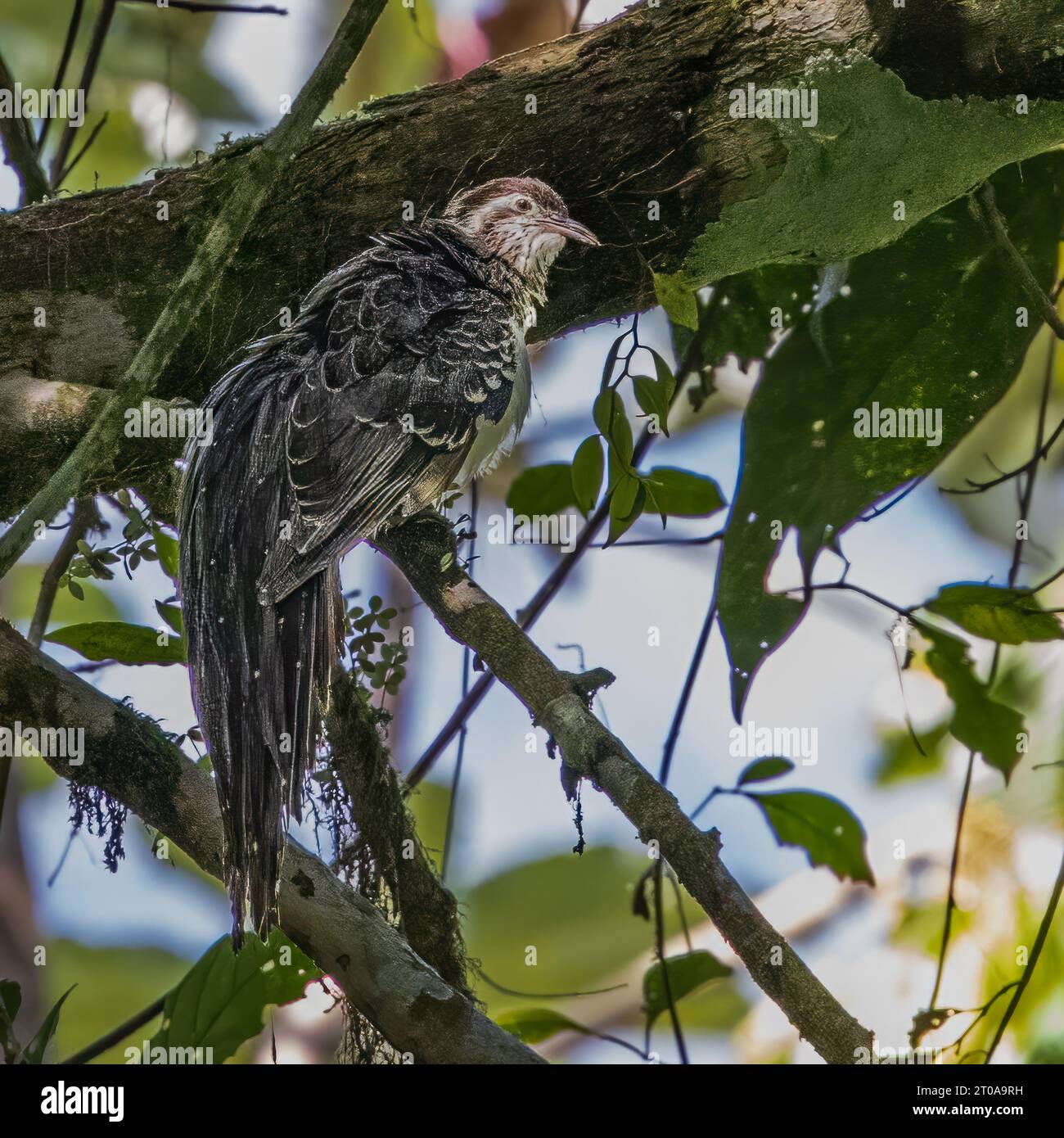 Pheasant cuckoo in Oaxaca, Mexico Stock Photo - Alamy