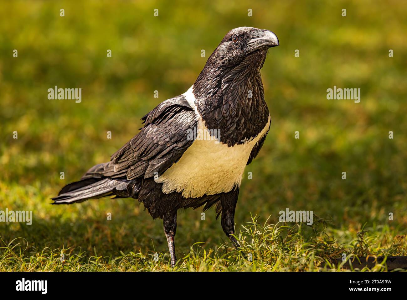 A pied crow in the Great Rift Valley in Ethiopia Stock Photo - Alamy