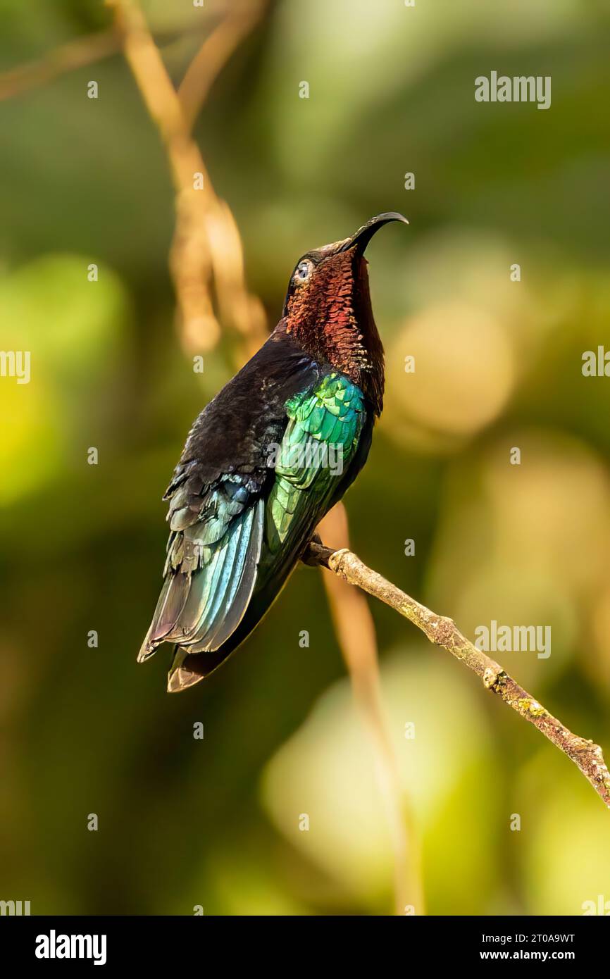 Purple-throated carib hummingbird on Guadeloupe Island Stock Photo - Alamy