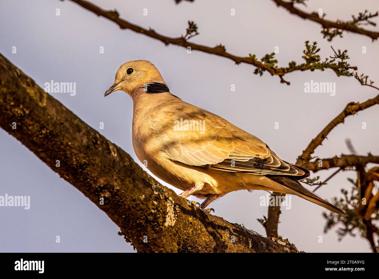 Ring-necked dove in Ethiopia Stock Photo - Alamy