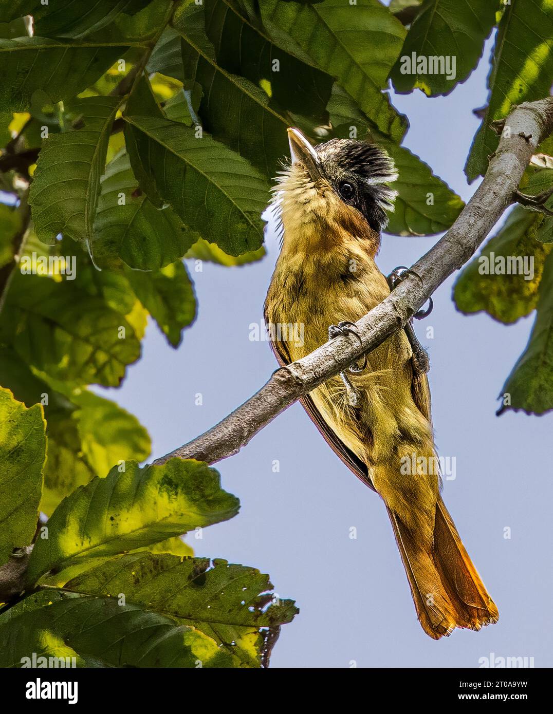 A rose-throated becard in Oaxaca, Mexico Stock Photo - Alamy