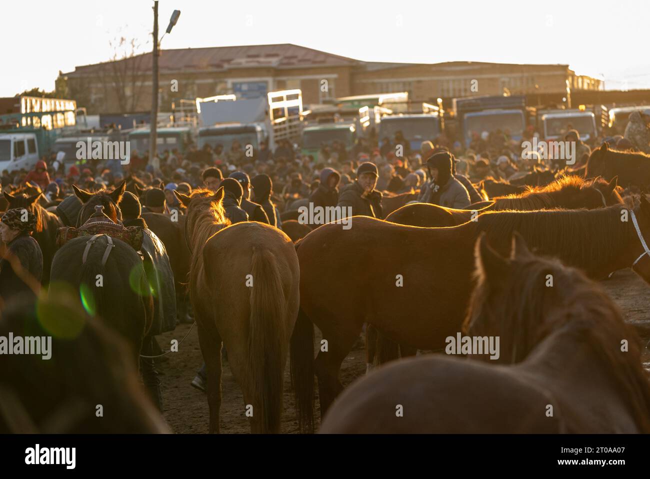 Weekly farm animals market in Karakol, Kyrgyzstan Stock Photo - Alamy