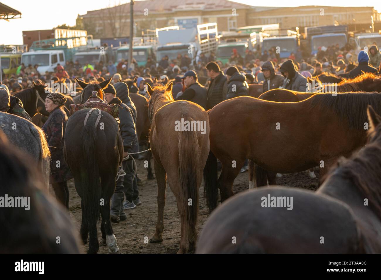 Weekly farm animals market in Karakol, Kyrgyzstan Stock Photo - Alamy