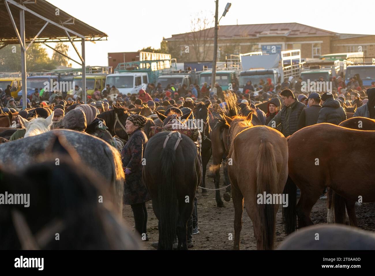 Weekly farm animals market in Karakol, Kyrgyzstan Stock Photo - Alamy