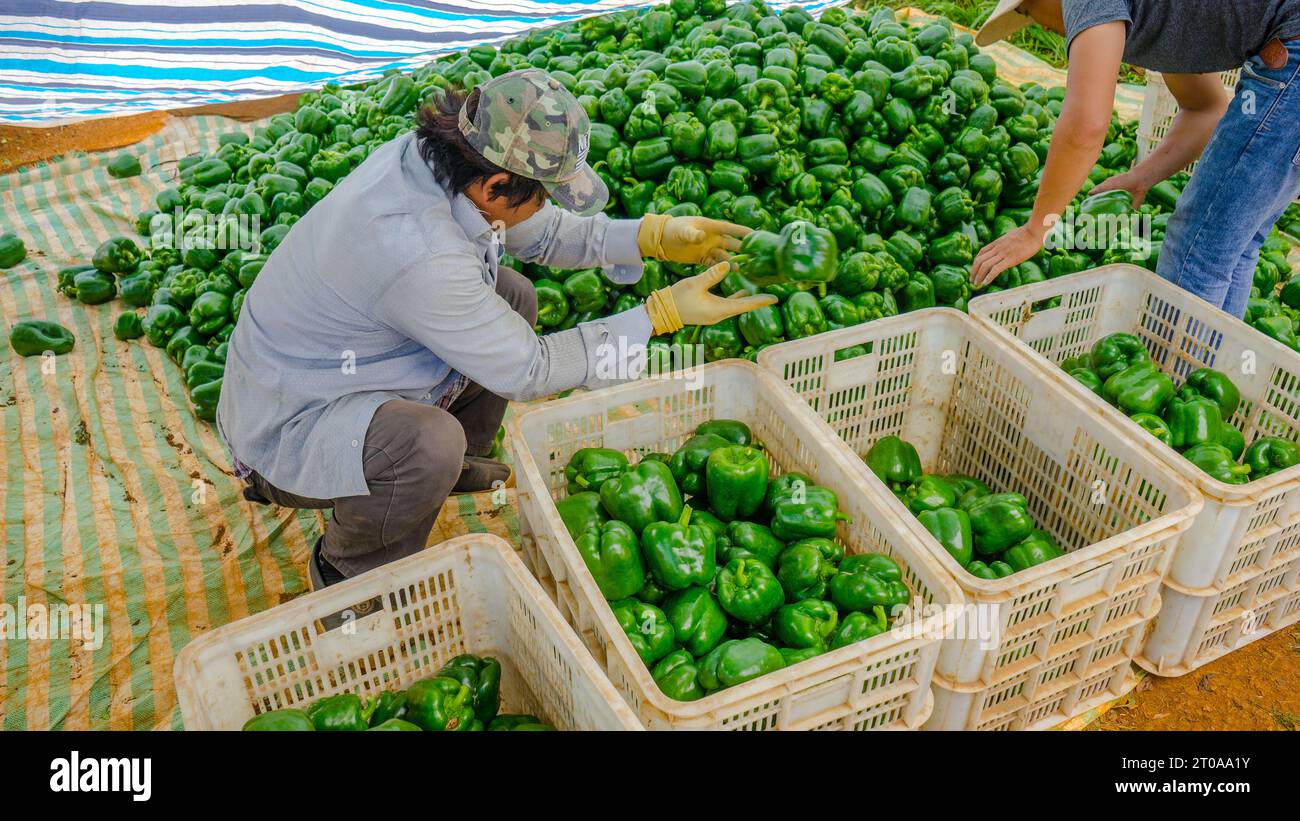 Salt farmers are making salt, the salt fields are pure white, men and ...