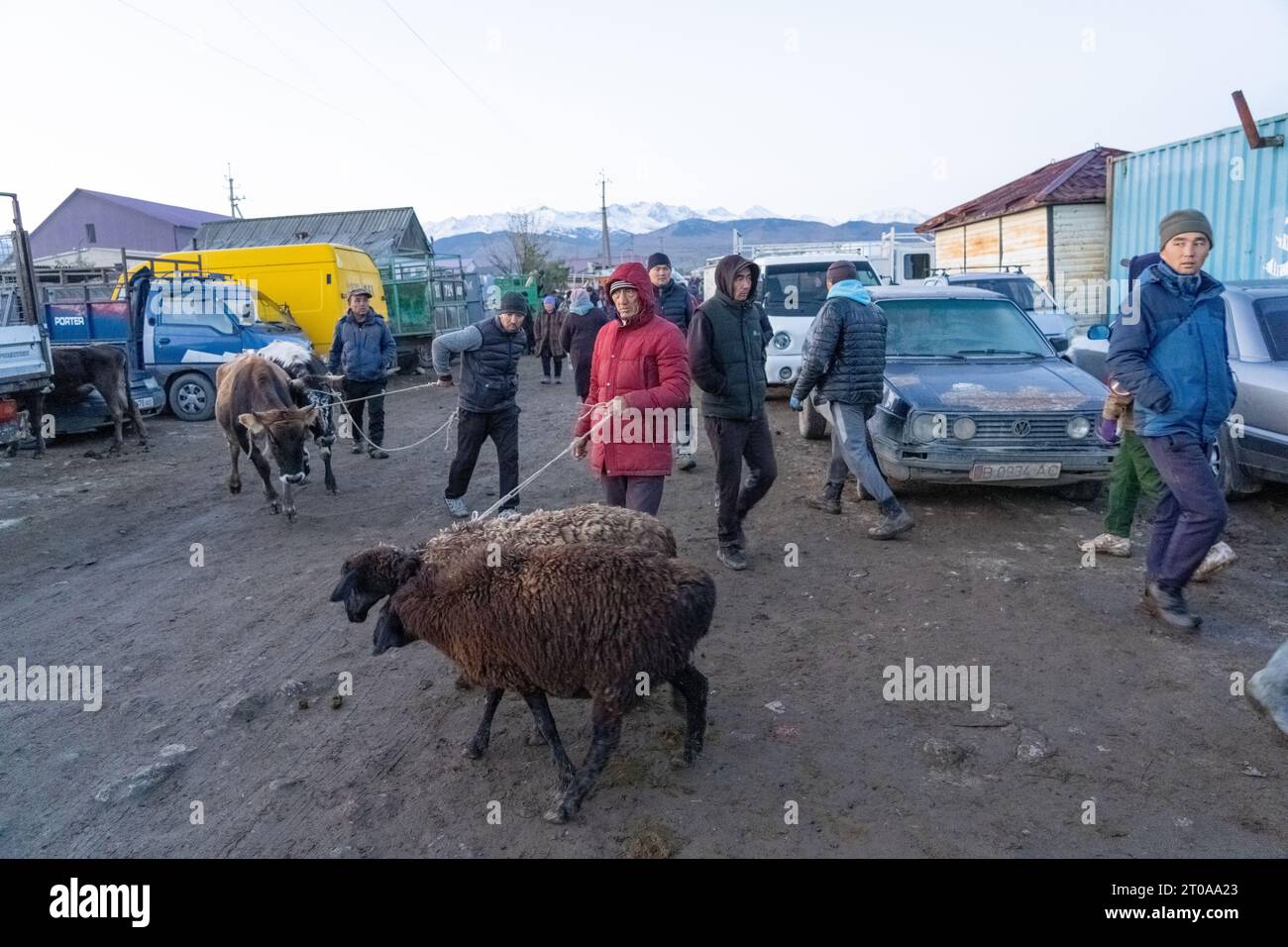Weekly farm animals market in Karakol, Kyrgyzstan Stock Photo - Alamy