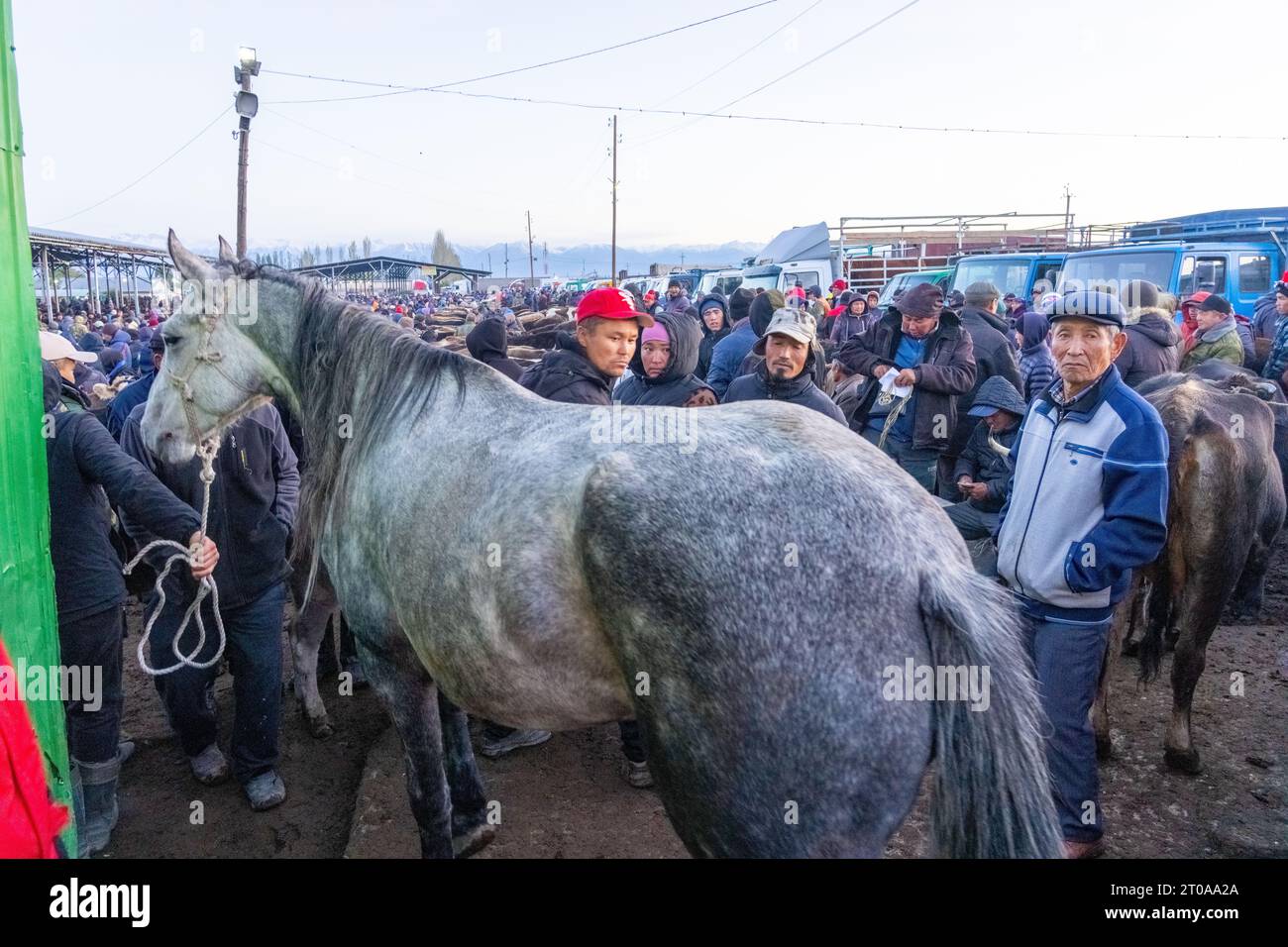 Weekly farm animals market in Karakol, Kyrgyzstan Stock Photo - Alamy