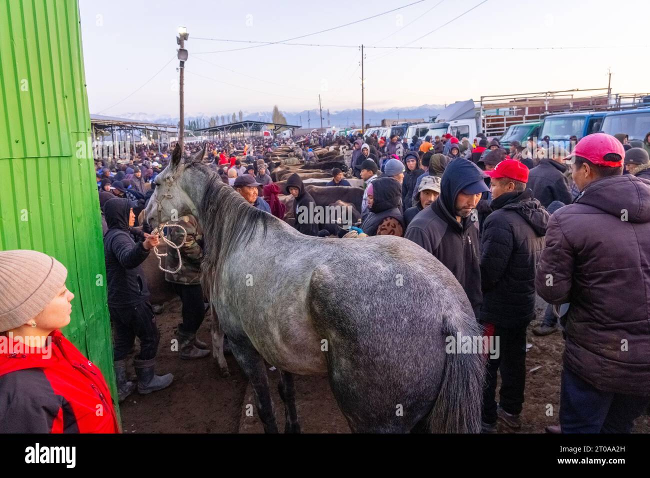 Weekly farm animals market in Karakol, Kyrgyzstan Stock Photo - Alamy