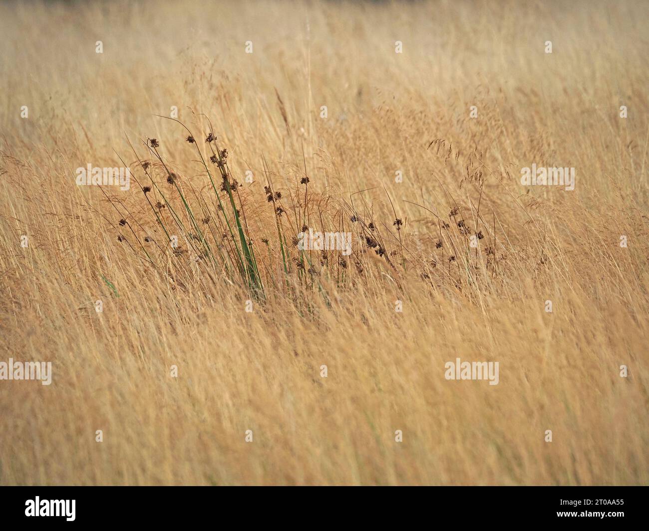 green brown rushes rising above waving golden grassy seedheads in the ...
