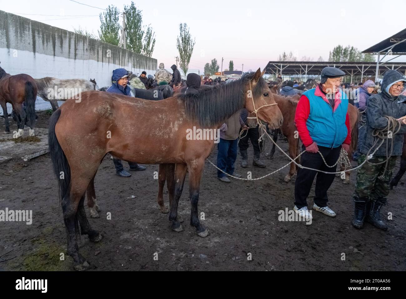 Weekly farm animals market in Karakol, Kyrgyzstan Stock Photo - Alamy