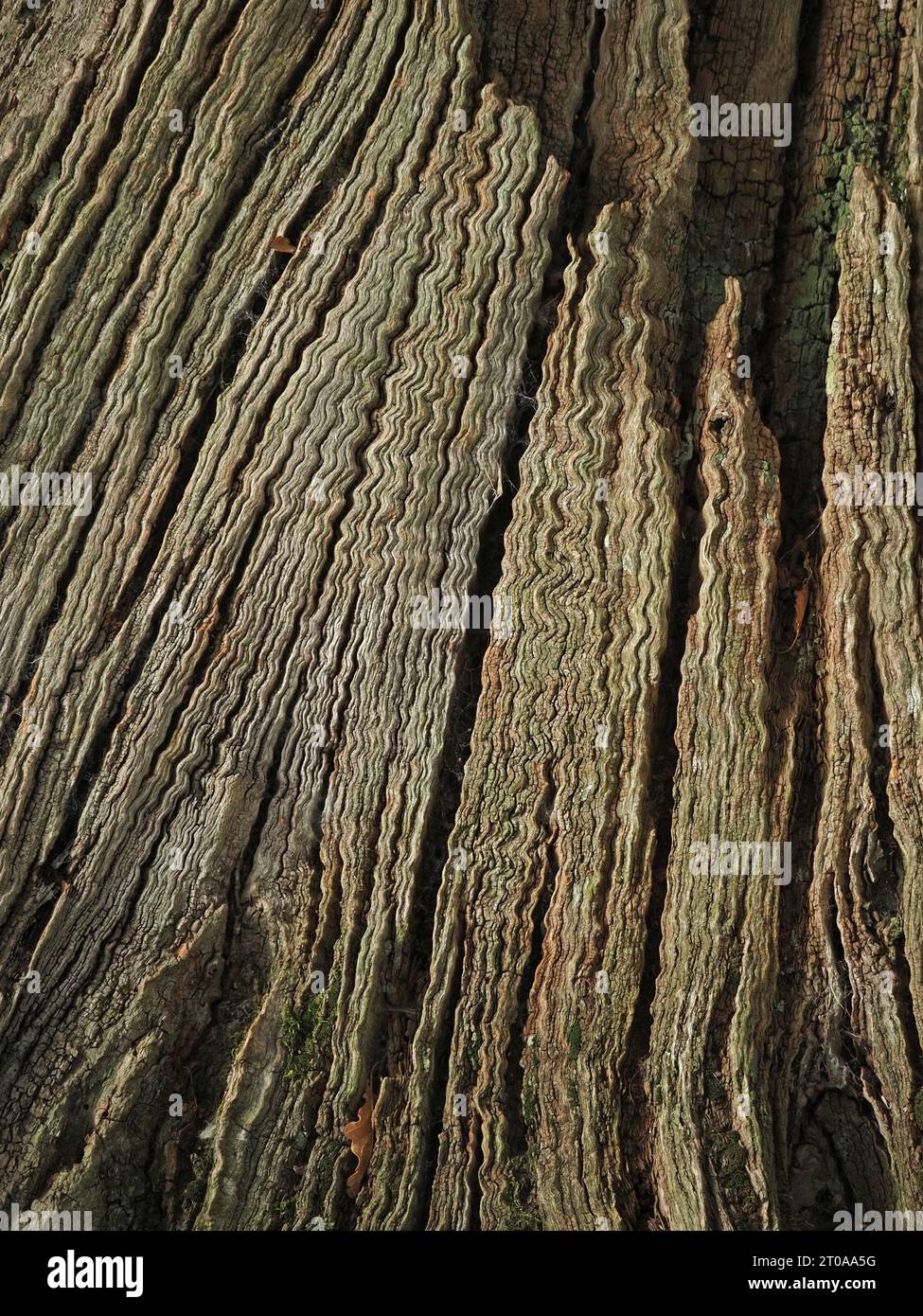 amazing wavy zigzag pop-art pattern of exposed dead wood of live but ...
