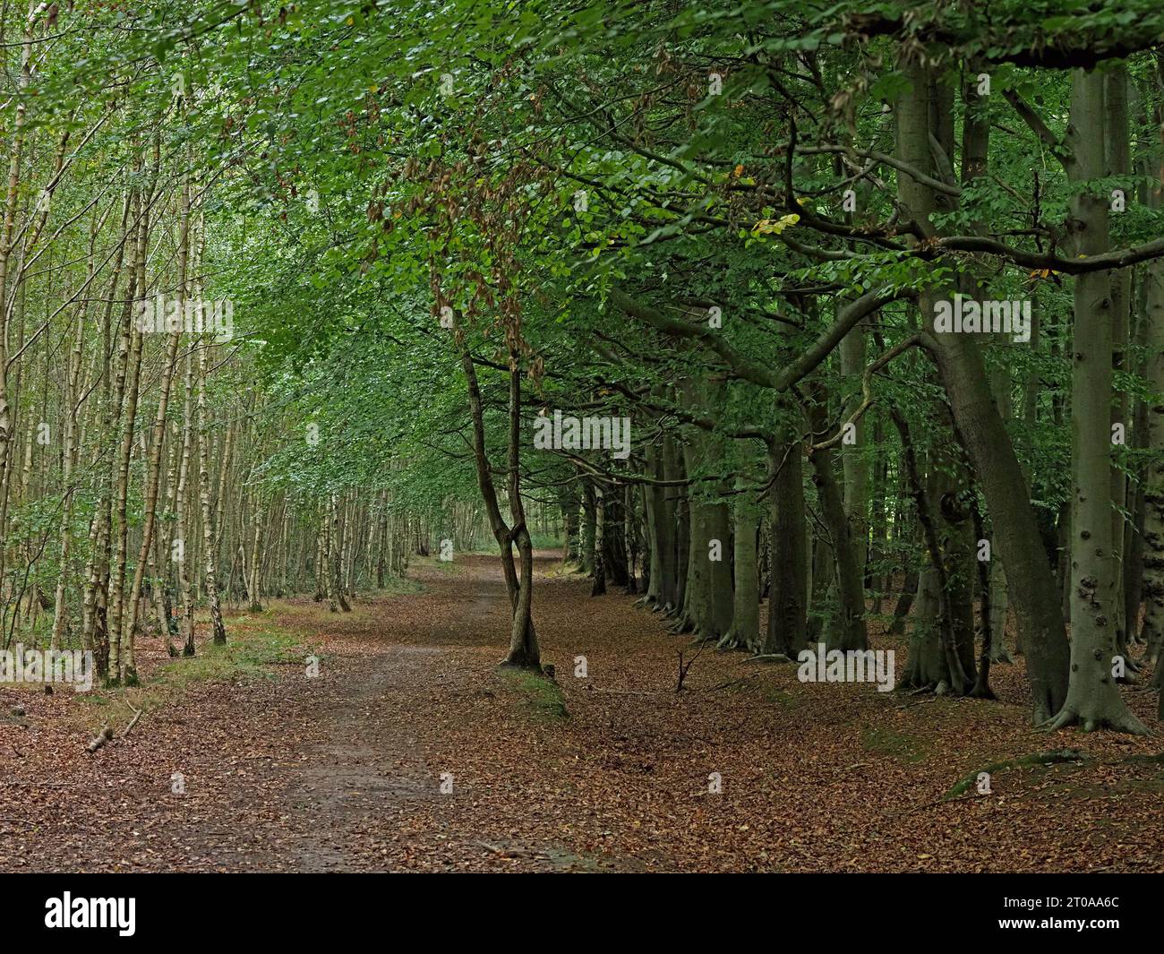 single isolated twisted twin-trunked tree rises from open pathway space ...